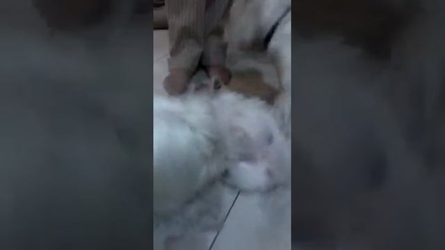 Знакомство2.mp4