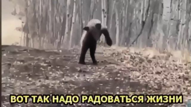 ВЕСЕЛЬЧАК i (3)