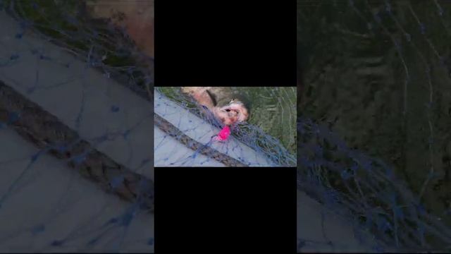 Ловля кеты на воблер 80 мм (13 гр) от Mr. Musurok