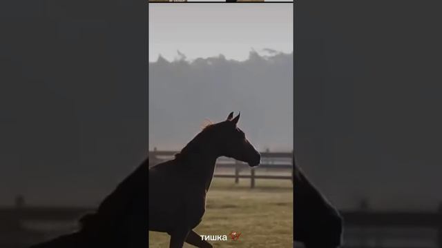 Эдит Лошадь🏇💞