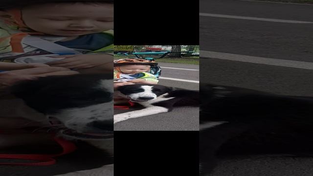 Питомник ЗУР БАШИ. Щенки питомника и дети! (САО. Среднеазиатская овчарка. Алабай. Щенки) +7937369990