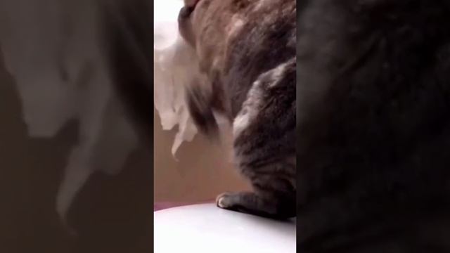 4a49189f-e3a0-4254-8d5b-58ae8cf26f50-1_all_2204.mp4