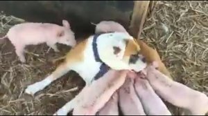 Собака кормит поросят
