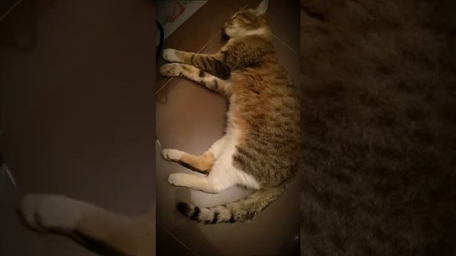 Cat dancing .Кот прикол